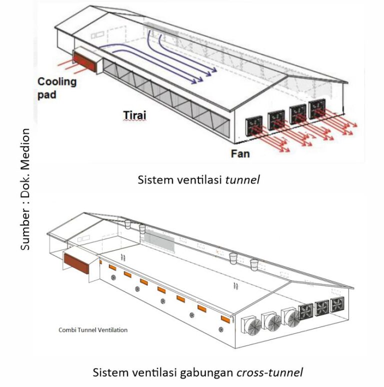Mengenal Kandang Closed House untuk Layer Modern