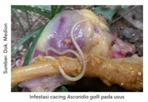 Menangkis Penyakit Cacingan pada Ayam Layer dengan Tepat