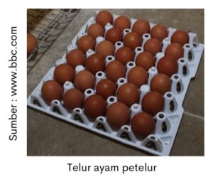 Mengenal Telur Omega 3 - Medion