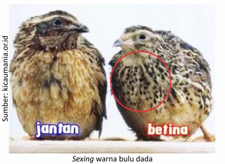 Methods Of Sexing Quail Laying