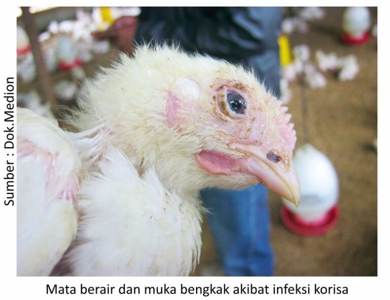 Getting to know Korisa and CRD diseases in chickens | Medion