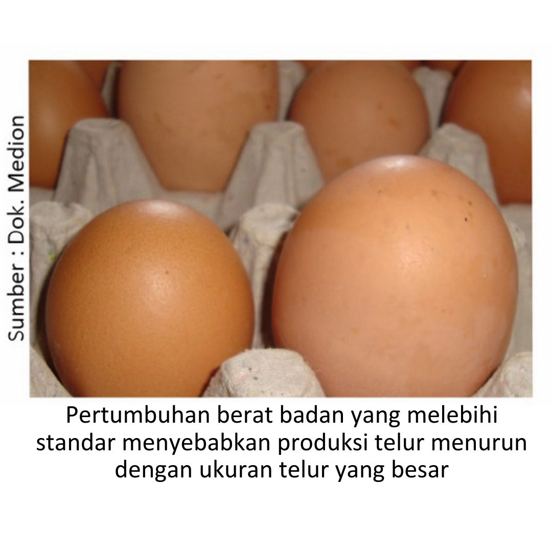 Kunci Mencapai Keberhasilan Produksi Telur dengan Optimal