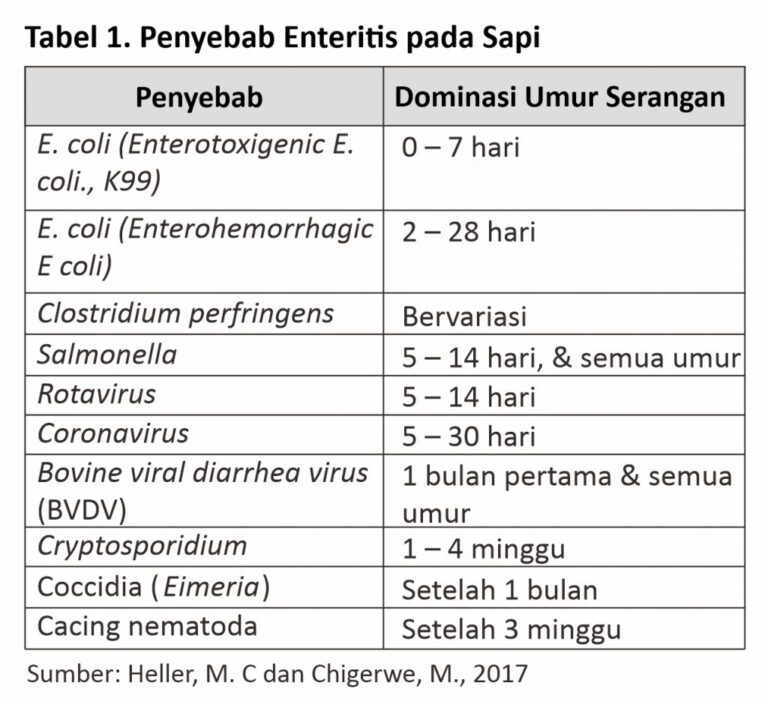 Handling cases of Enteritis in cattle