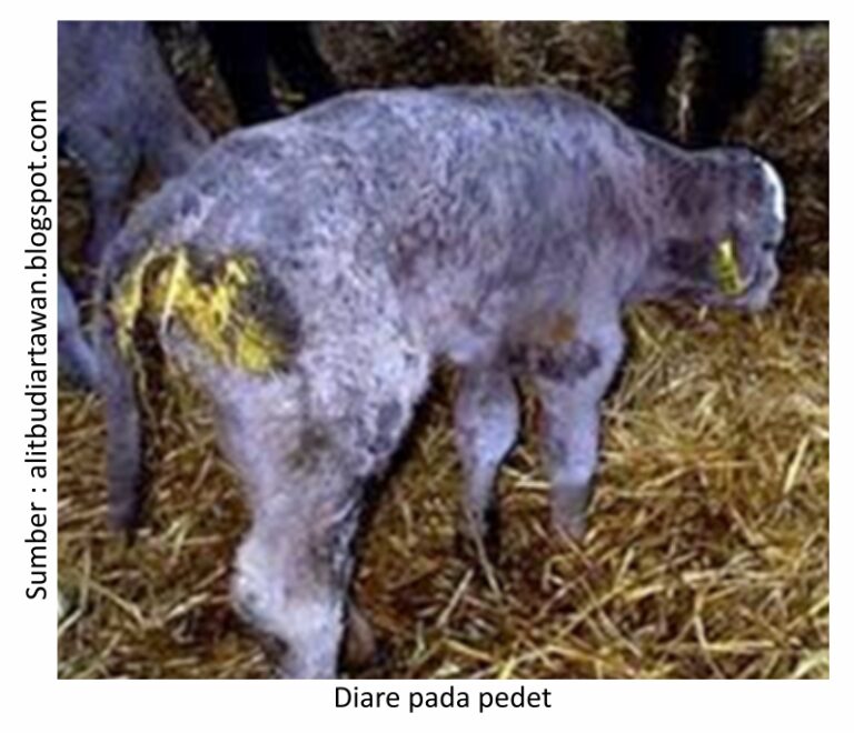Dealing with diarrhea in cattle