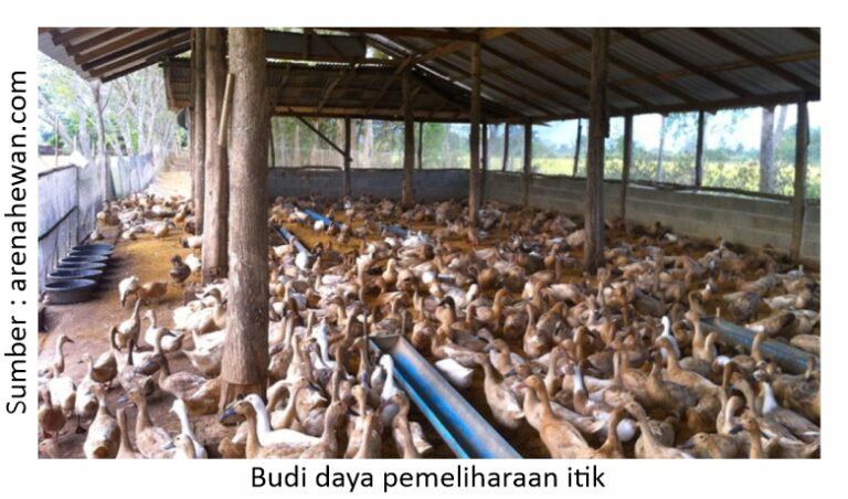 Panduan Pakan dan Manajemen Itik Petelur Efisien - Medion