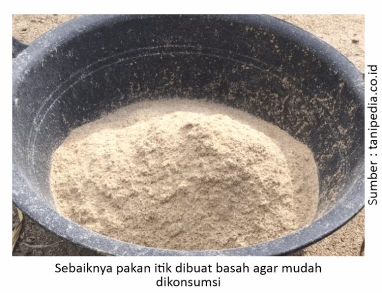 Panduan Pakan dan Manajemen Itik Petelur Efisien - Medion