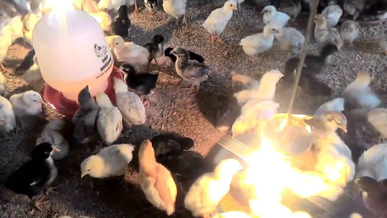 Management Of Broiler Chicken